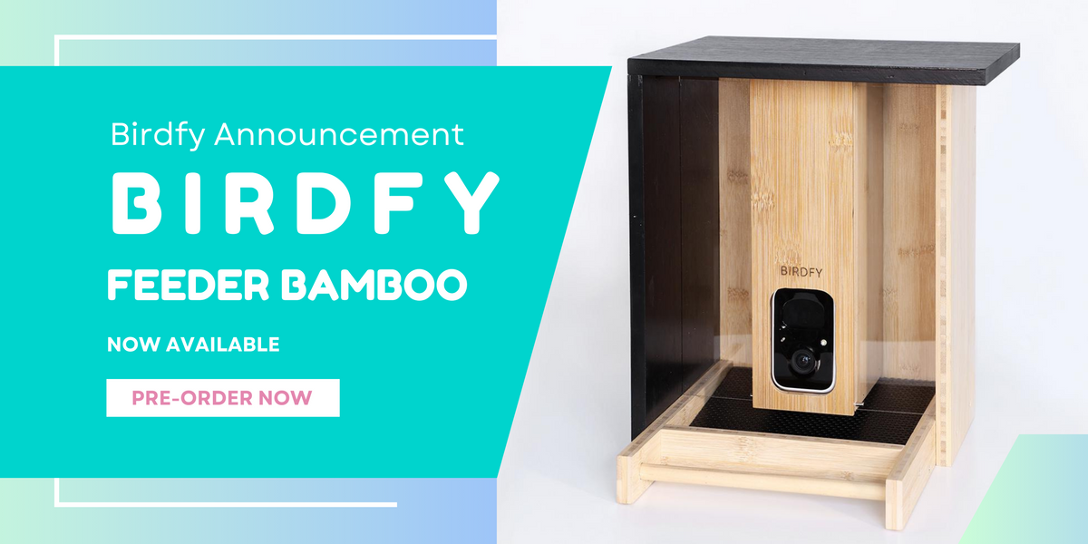 Birdfy Announces The First Smart Bird Feeder Bamboo in Its Collection ...