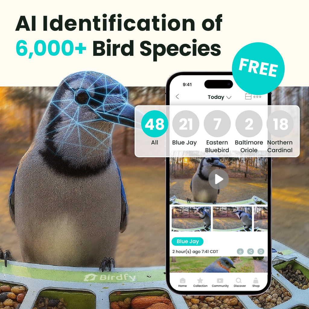 Birdfy Smart Bird Feeder with Camera, AI Identification for 6000+ Spec ...